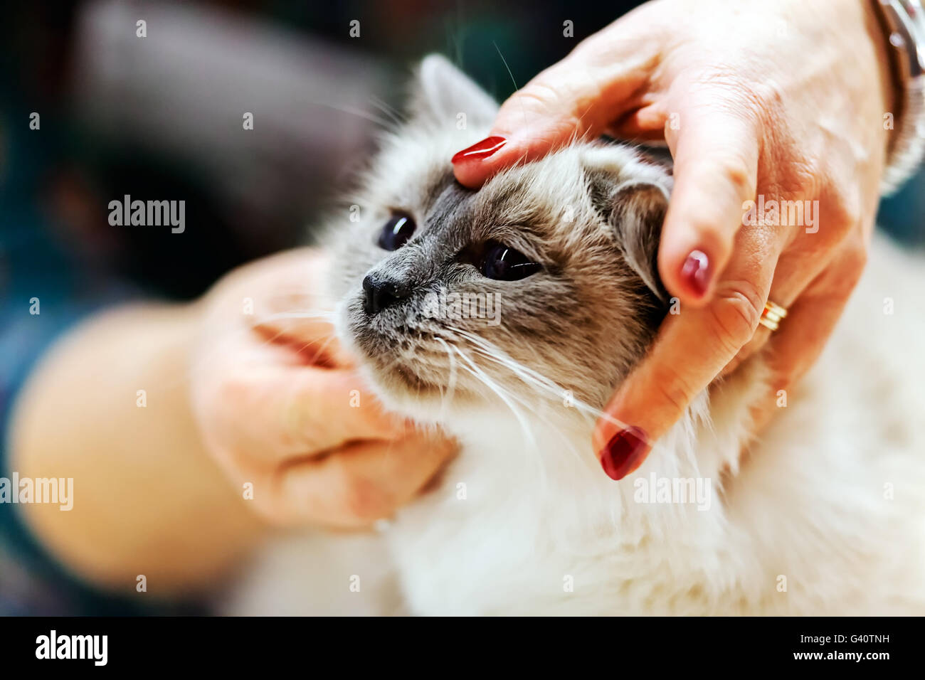 Close up of pure breed cat at pet show Stock Photo - Alamy