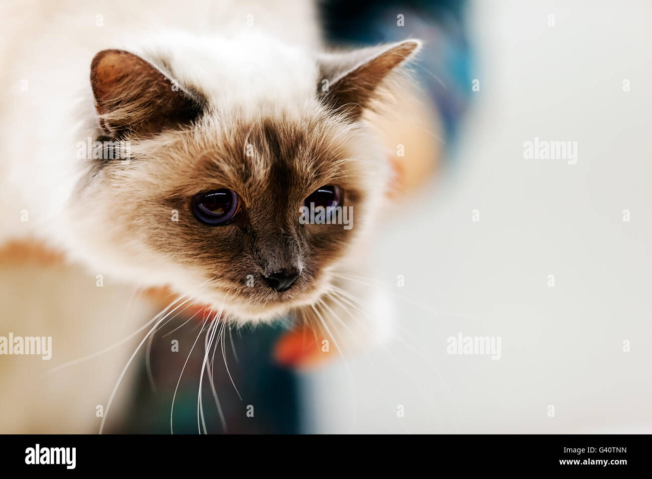 Close up of pure breed cat at pet show Stock Photo - Alamy