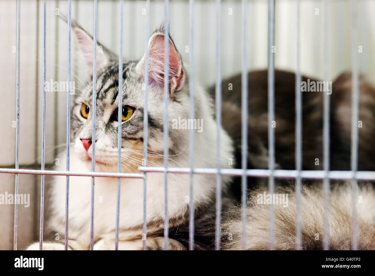 Close up of pure breed cat at pet show Stock Photo - Alamy