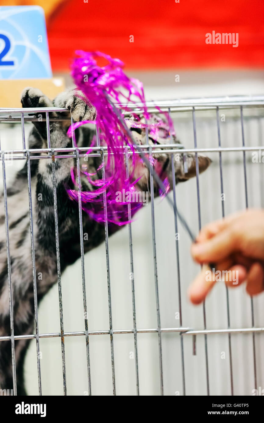 Close up of pure breed cat at pet show Stock Photo - Alamy