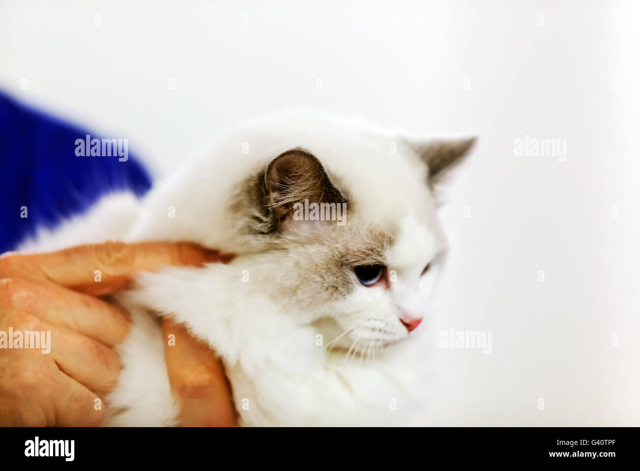 Close up of pure breed cat at pet show Stock Photo - Alamy
