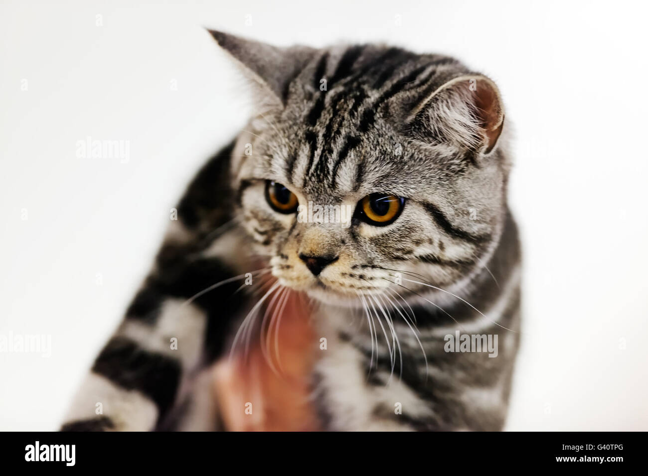 Close up of pure breed cat at pet show Stock Photo - Alamy