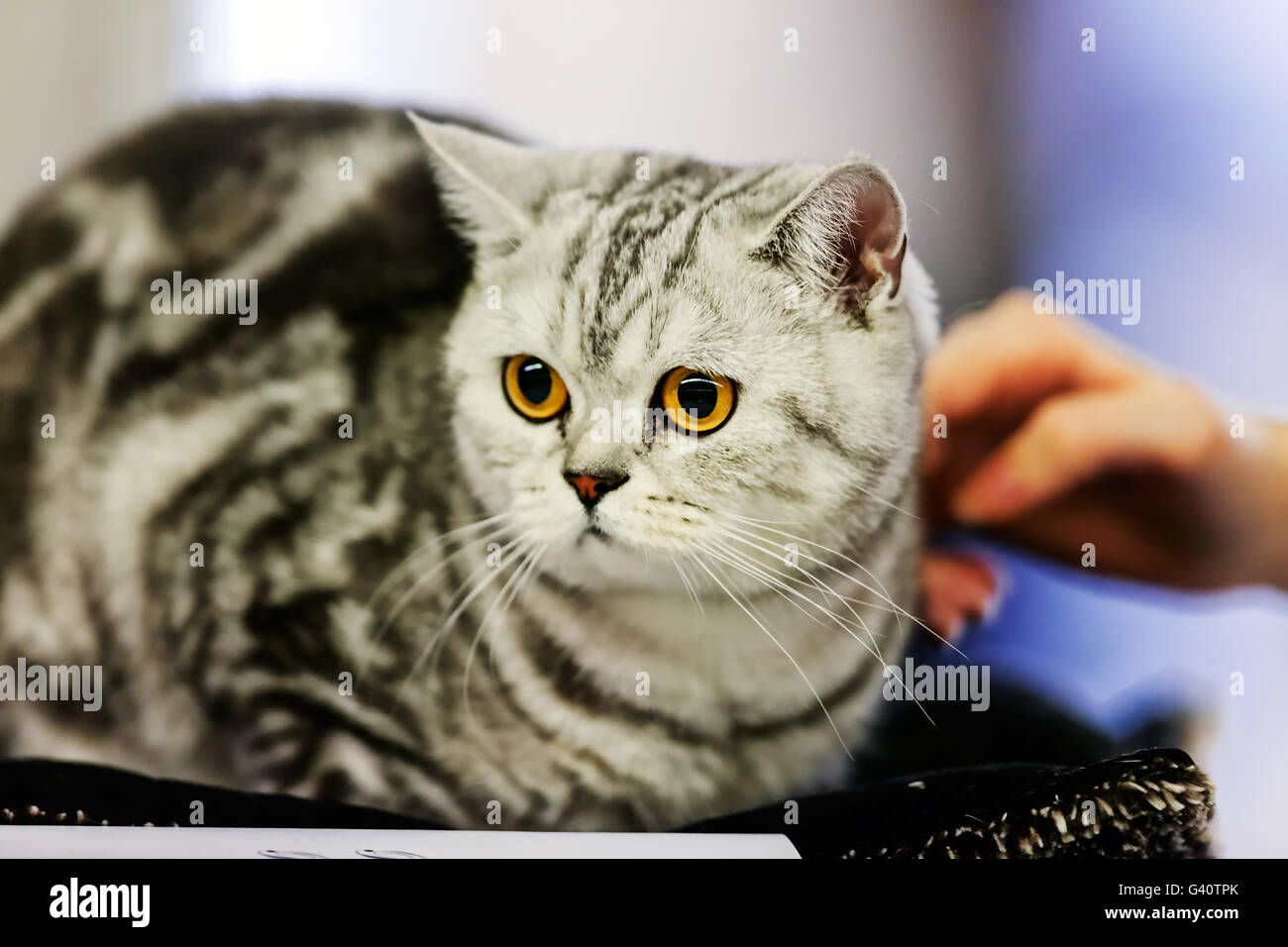 Close up of pure breed cat at pet show Stock Photo - Alamy