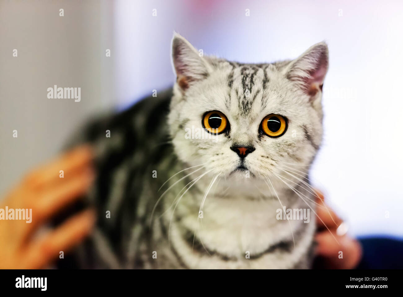 Close up of pure breed cat at pet show Stock Photo - Alamy