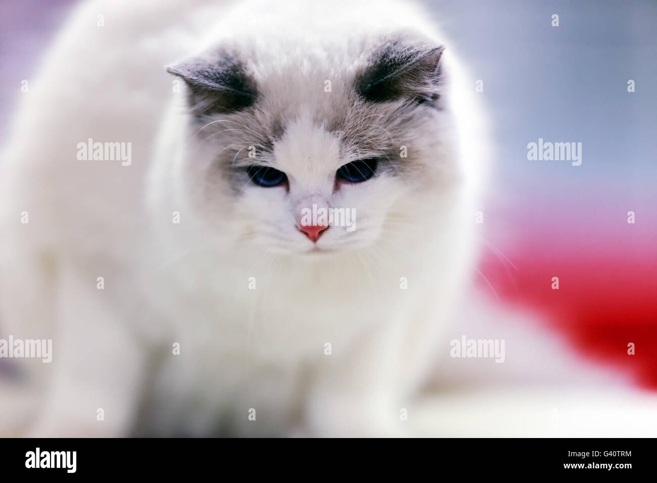 Close up of pure breed cat at pet show Stock Photo - Alamy