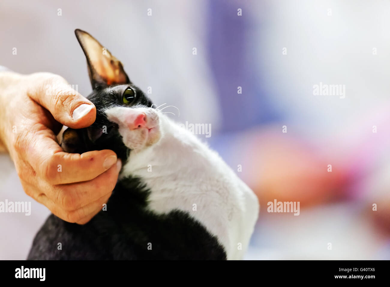 Funny portrait pure breed hi-res stock photography and images - Alamy