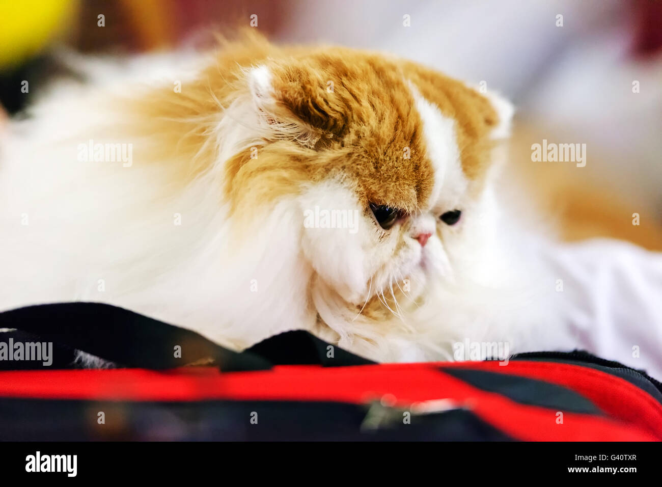Purebred cat exhibition hi-res stock photography and images - Alamy