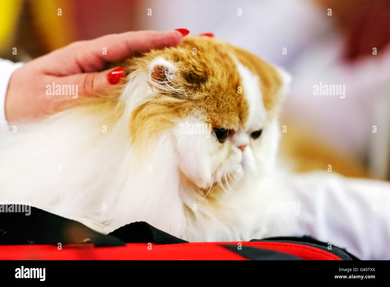 Pure breed cat hi-res stock photography and images - Alamy