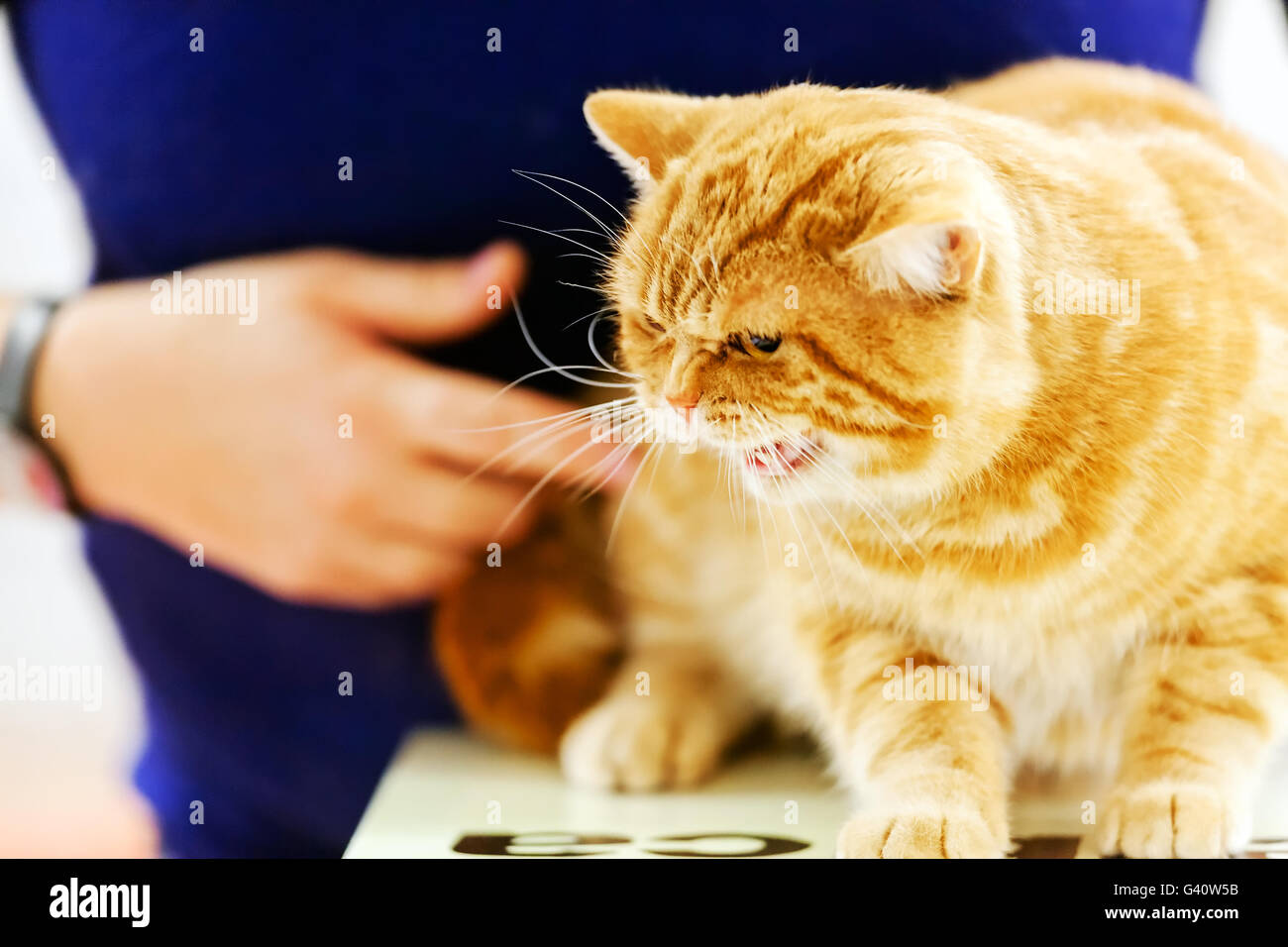 Close up of pure breed cat at pet show Stock Photo - Alamy