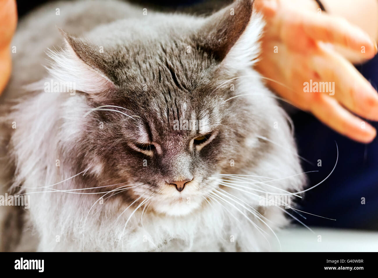 Close up of pure breed cat at pet show Stock Photo - Alamy