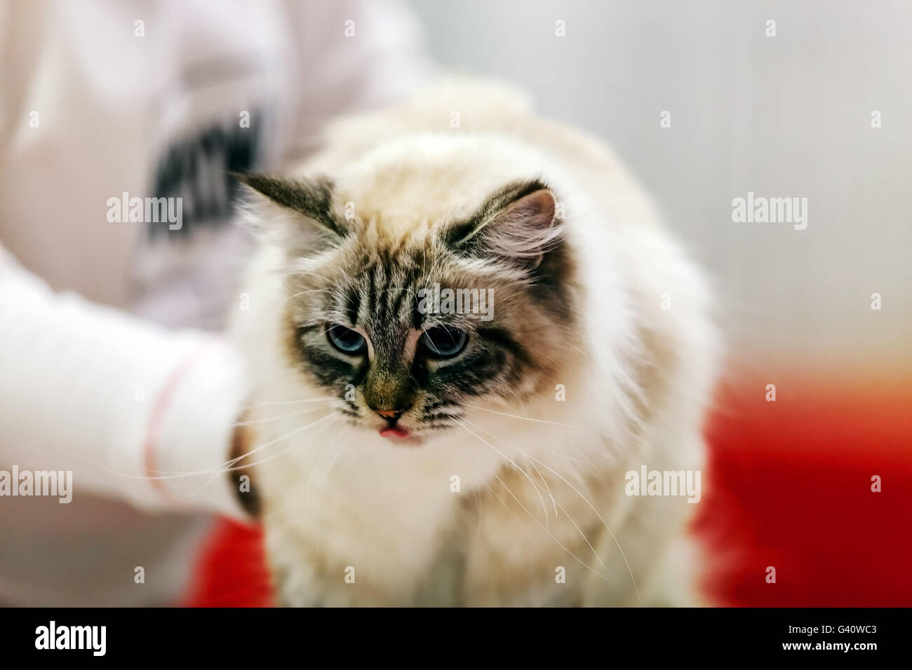 Close up of pure breed cat at pet show Stock Photo - Alamy