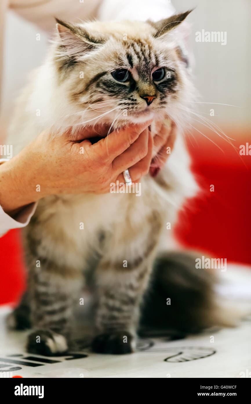 Close up of pure breed cat at pet show Stock Photo - Alamy