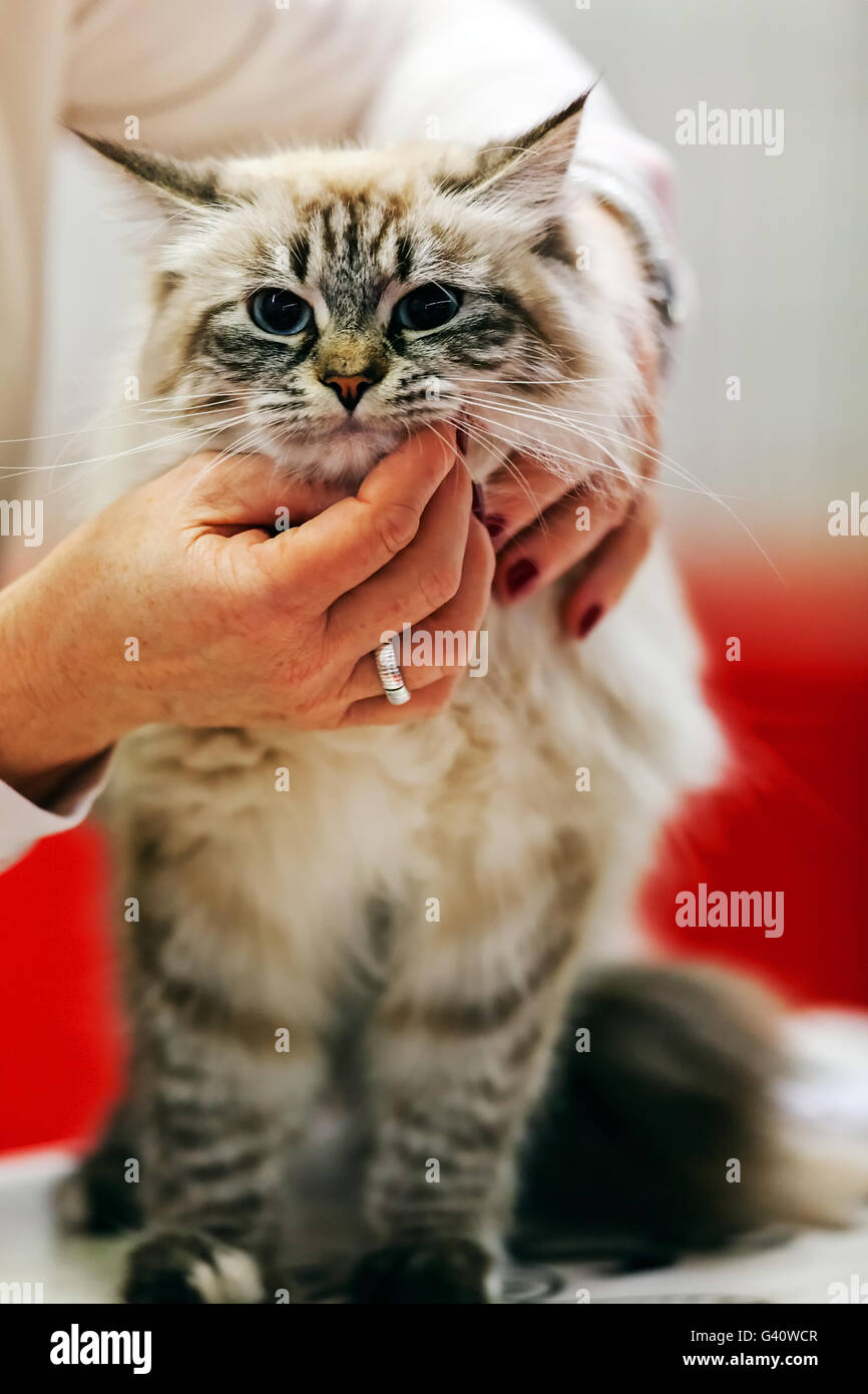 Close up of pure breed cat at pet show Stock Photo - Alamy
