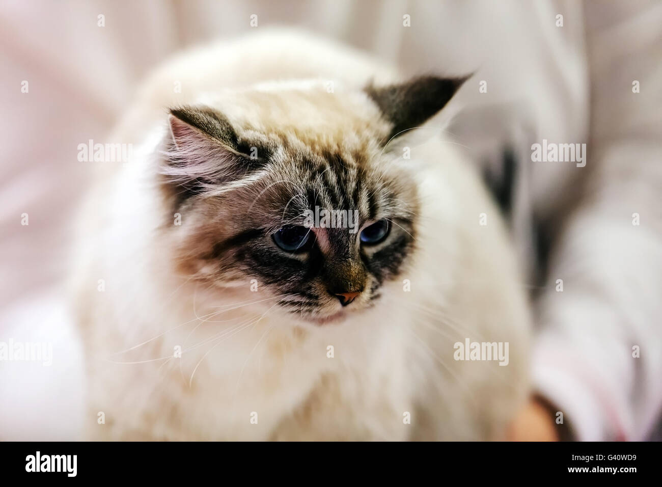 Close up of pure breed cat at pet show Stock Photo - Alamy