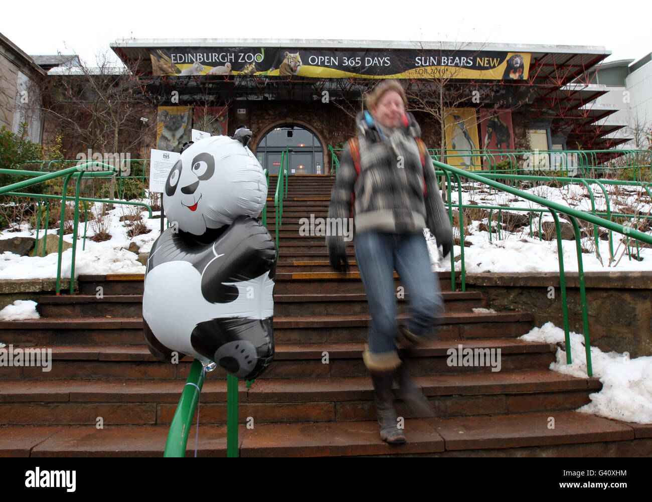 Edinburgh Zoo to receive giant pandas Stock Photo - Alamy