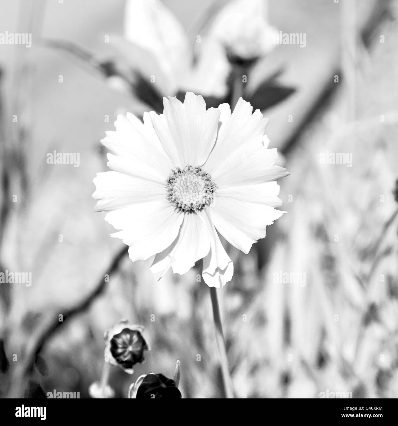 Plain in spring with flowering Black and White Stock Photos & Images ...