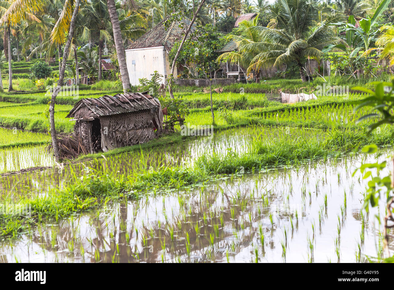 Seed rice asia bali hi-res stock photography and images - Alamy