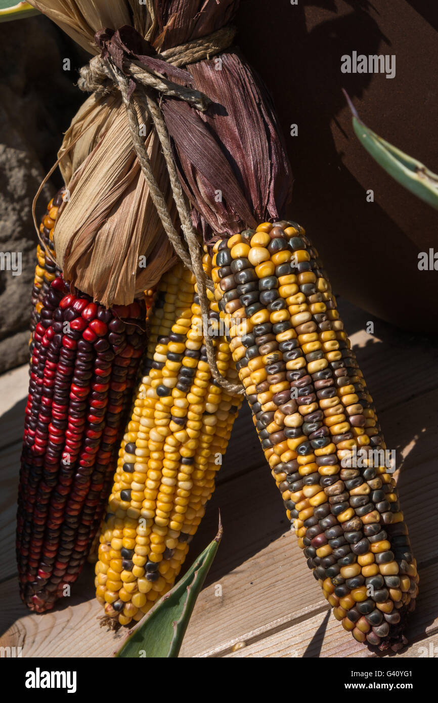 Indian corns hi-res stock photography and images - Alamy