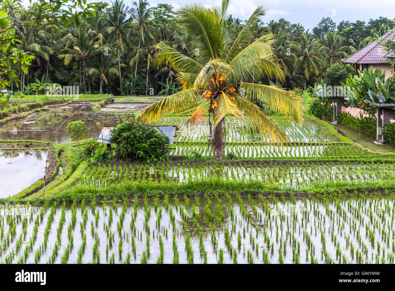 Rice terraces on Bali, Indonesia Stock Photo - Alamy