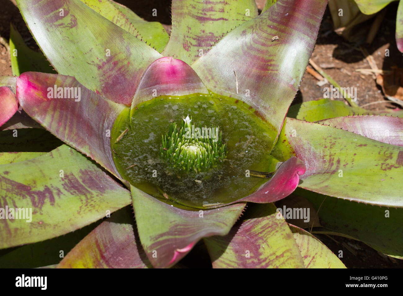 Close photo of Bromelia. Macro Bromeliaceae - green leaves with water ...