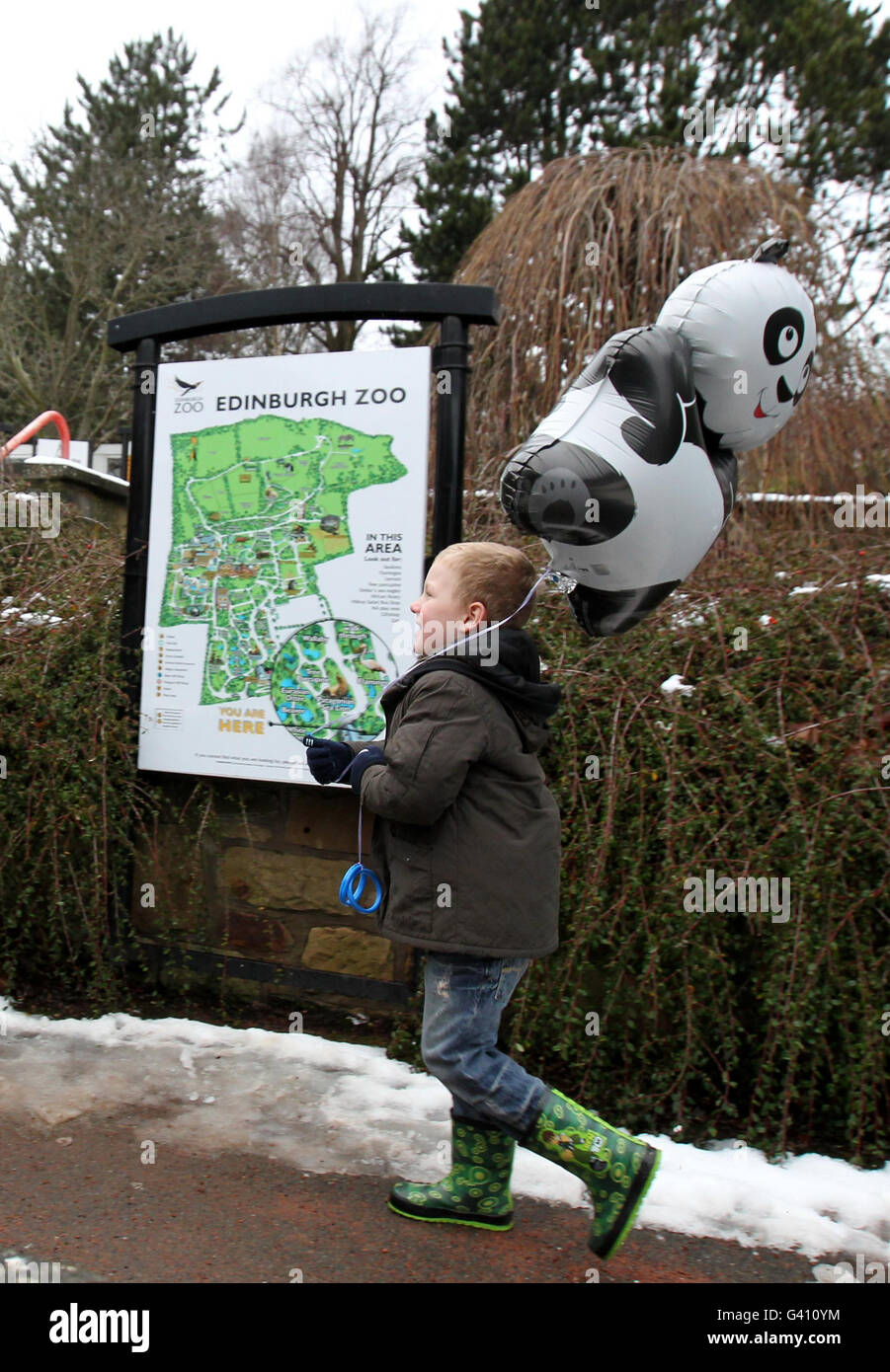5-year-old Josh Gibson holds a giant panda balloon at Edinburgh Zoo ...