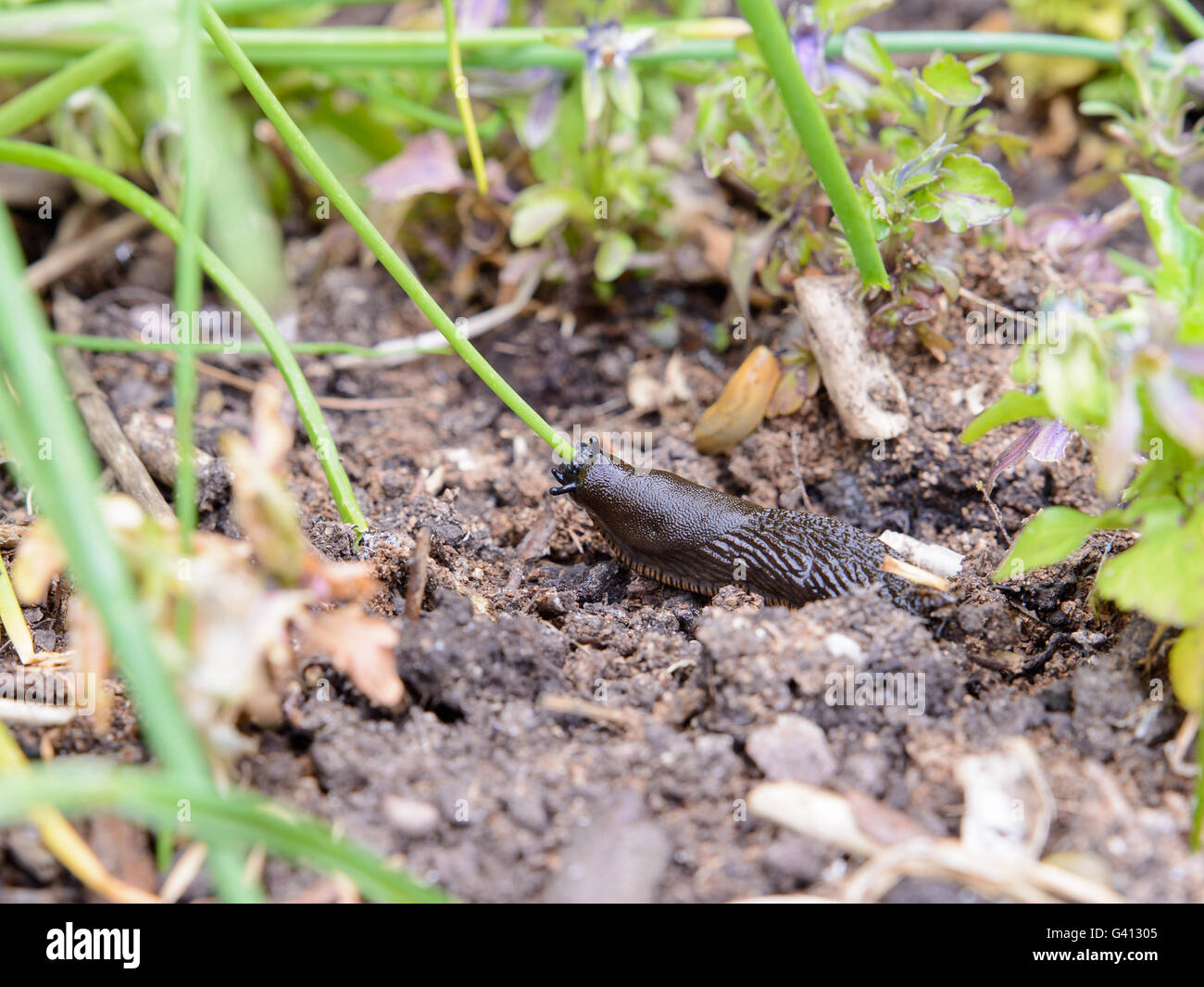 common garden slug feeding on plants in herb garden Stock Photo - Alamy