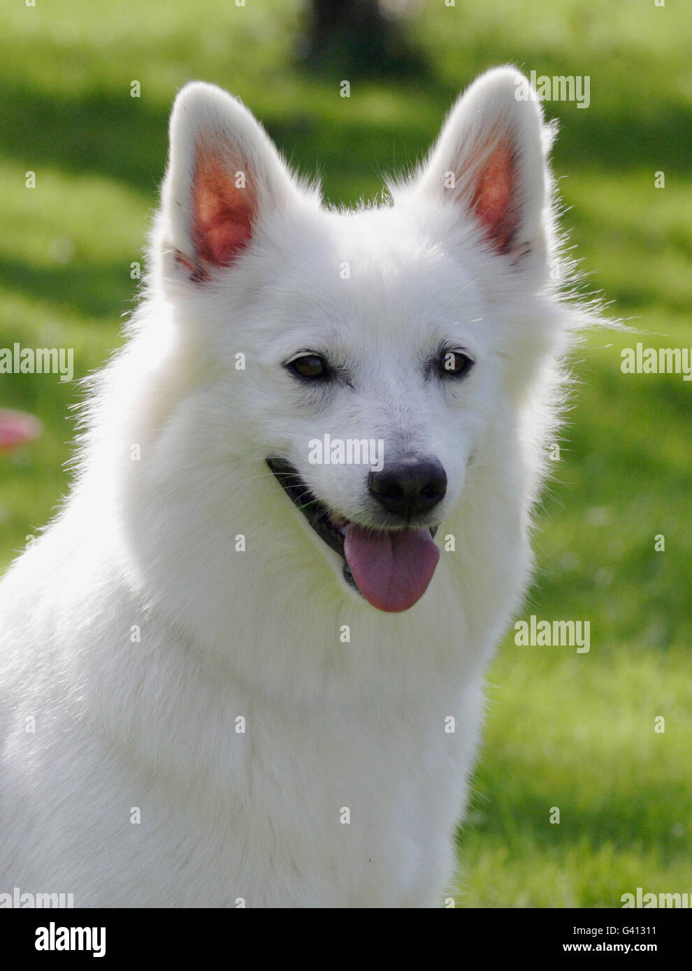 Pet farming hi-res stock photography and images - Alamy