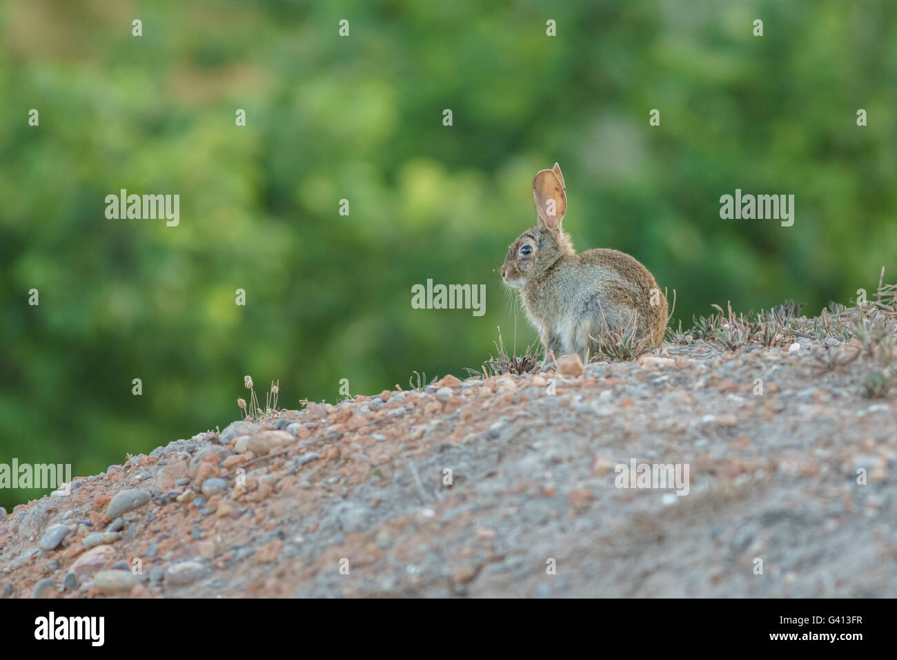 Side view of rabbit at the edge Stock Photo - Alamy