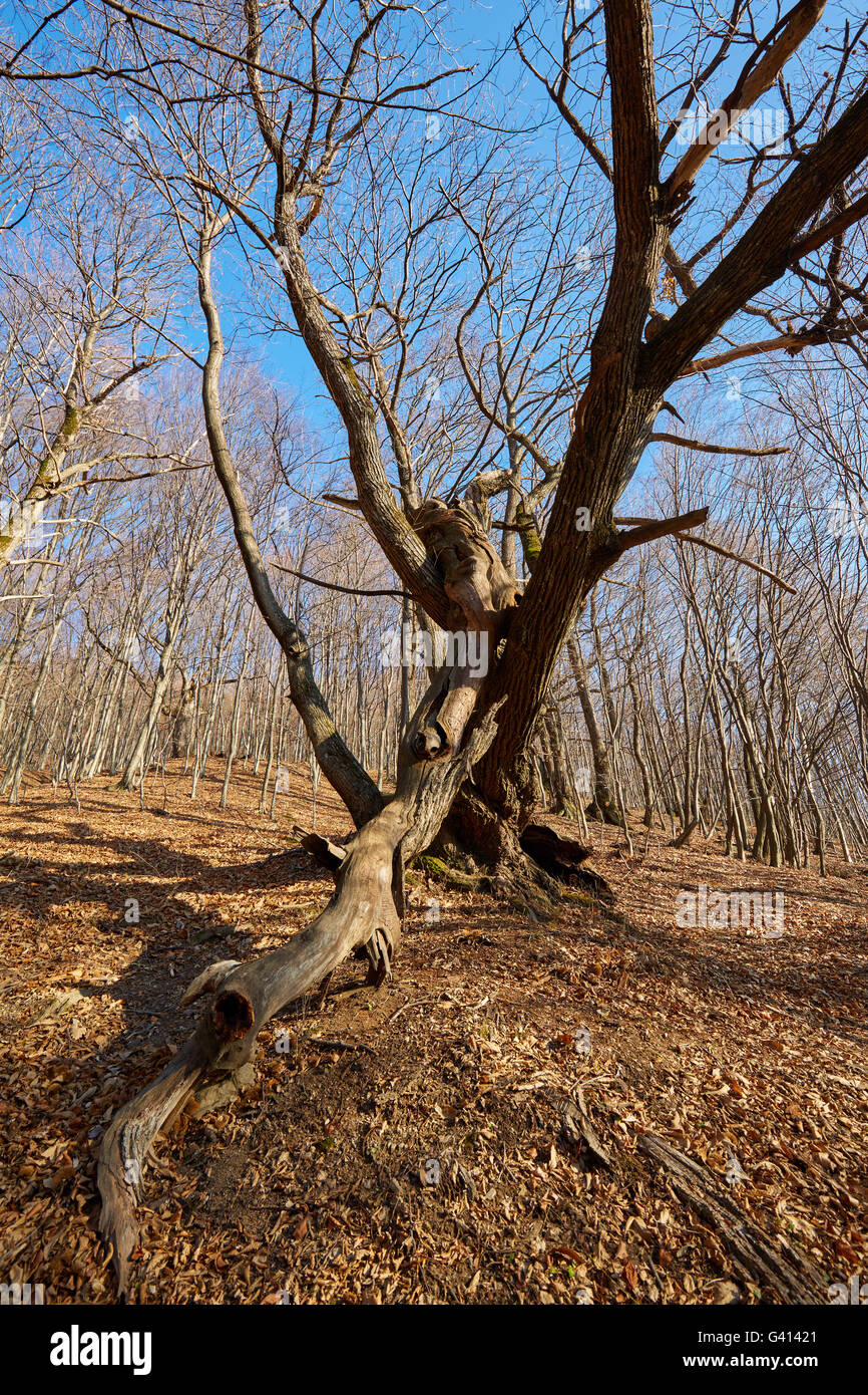 Very large oak tree in the forest, half broken Stock Photo - Alamy