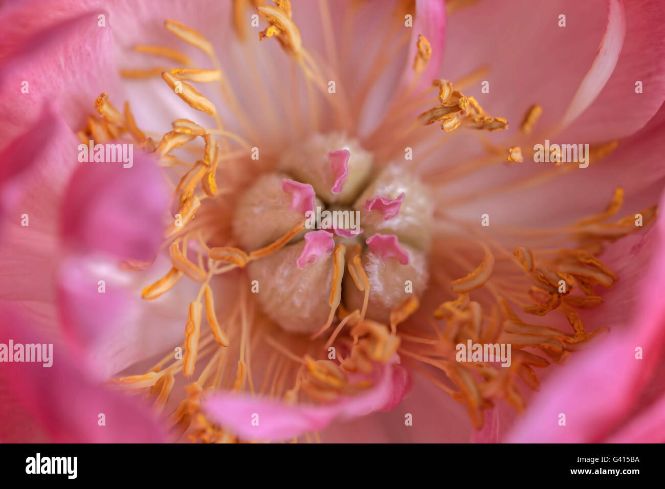 Pink peony flowering plant in the genus paeonia hi-res stock ...