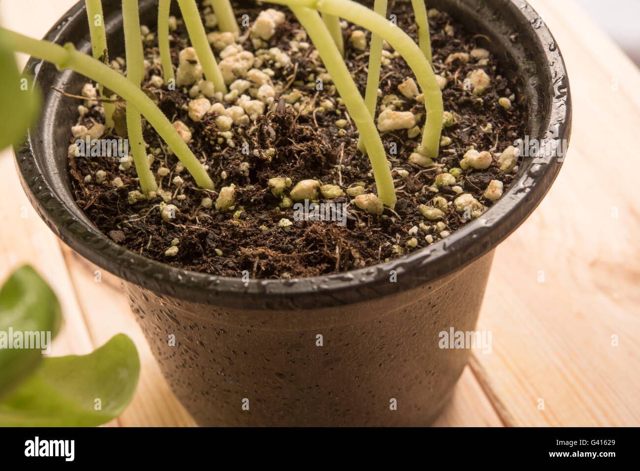 Soil portion hi-res stock photography and images - Alamy