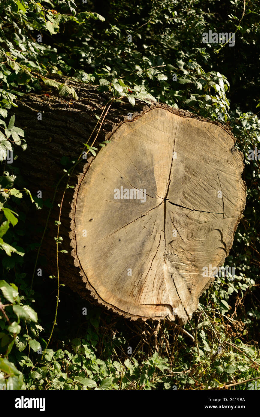 Cross section of a tree trunk protruding from a hedgerow Stock Photo ...