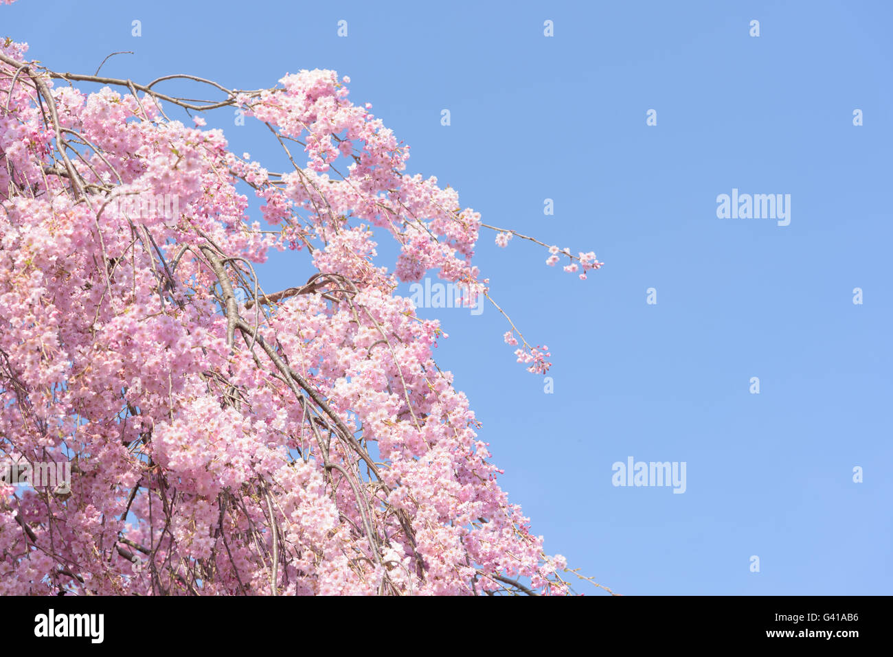 Spring cherry blossom,Japan Stock Photo - Alamy