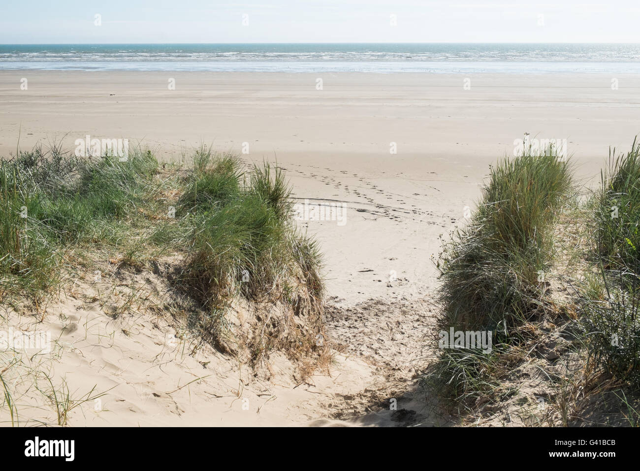 Wales Coastal Path through sand dunes leading to empty Pembrey Sands ...
