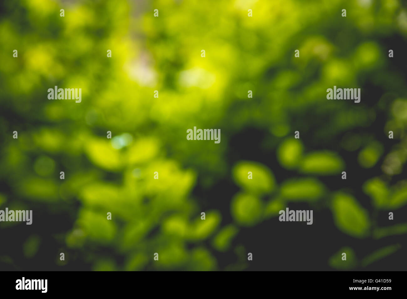 Abstract green nature background Stock Photo - Alamy Abstract green nature background Stock Photo - Alamy