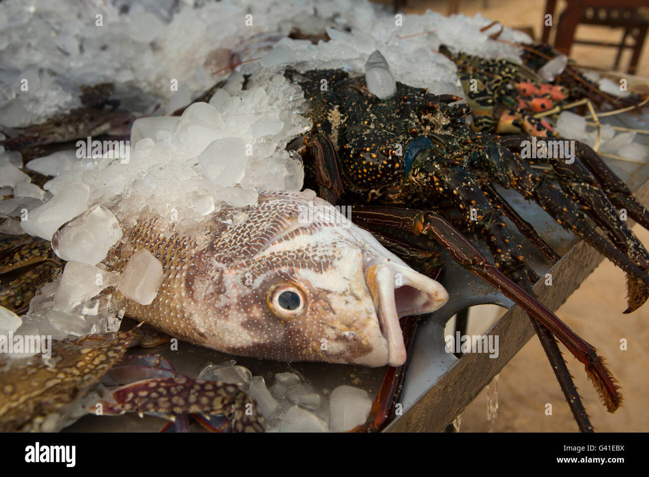 Sri Lanka, Mirissa beach, locally caught fish and lobsters outside café ...