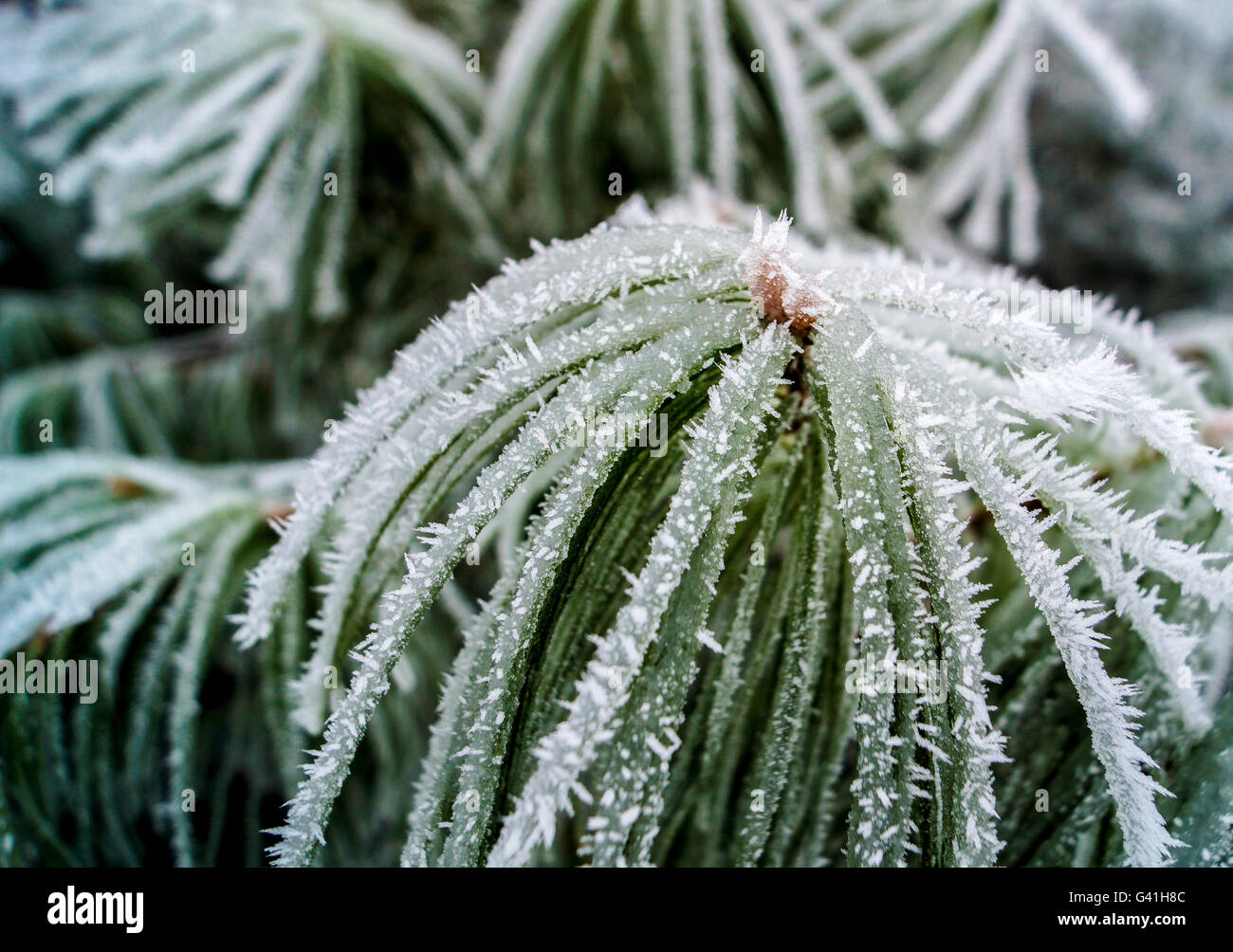 Frosted pine hi-res stock photography and images - Alamy