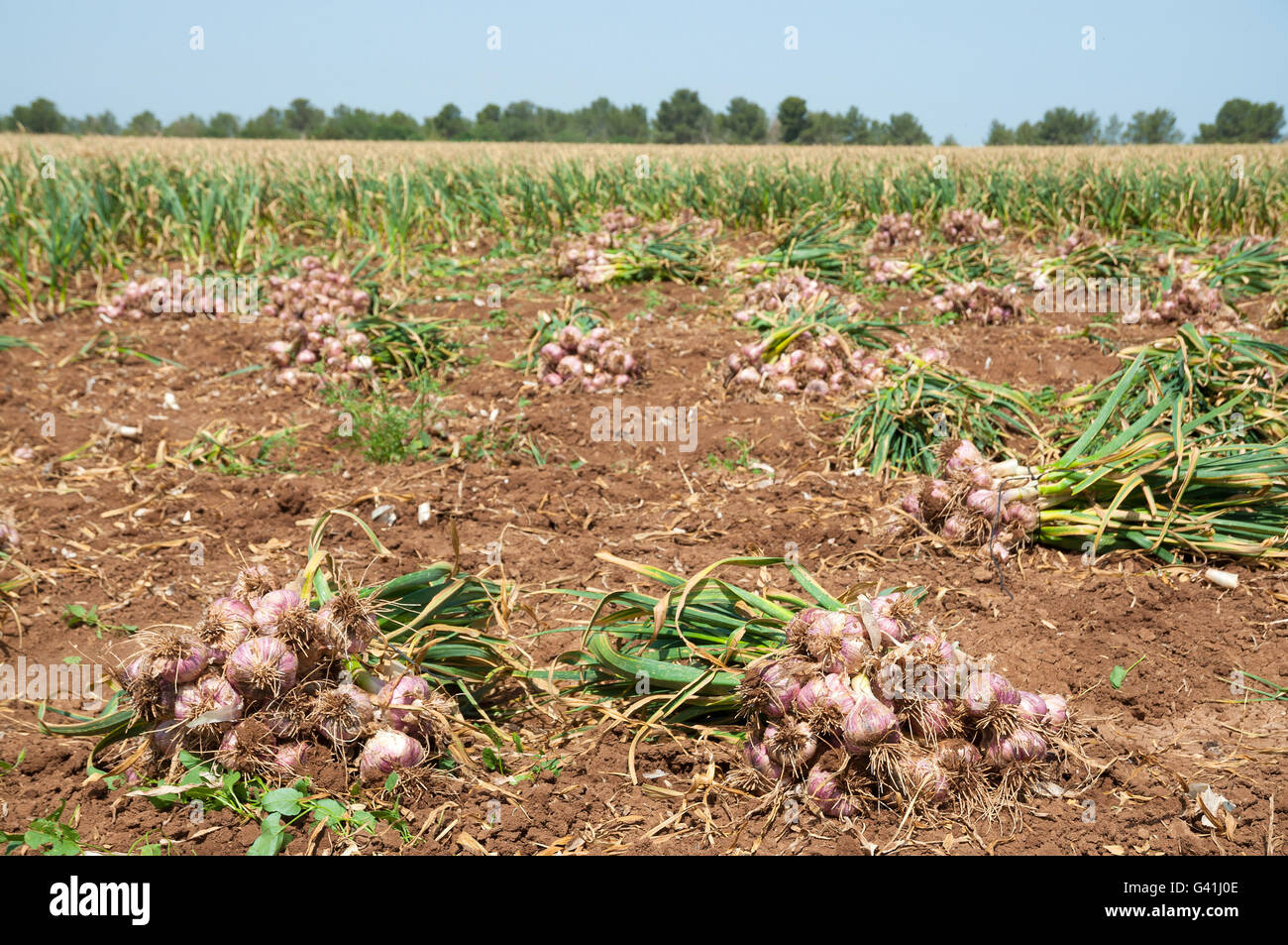 Garlic Field, Raw vegetable Stock Photo - Alamy