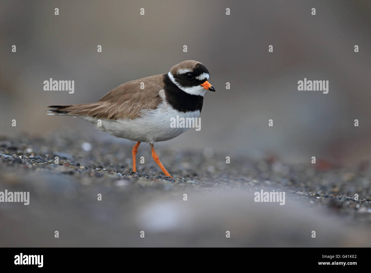 Ringed Plover (Charadrius hiaticula Stock Photo - Alamy