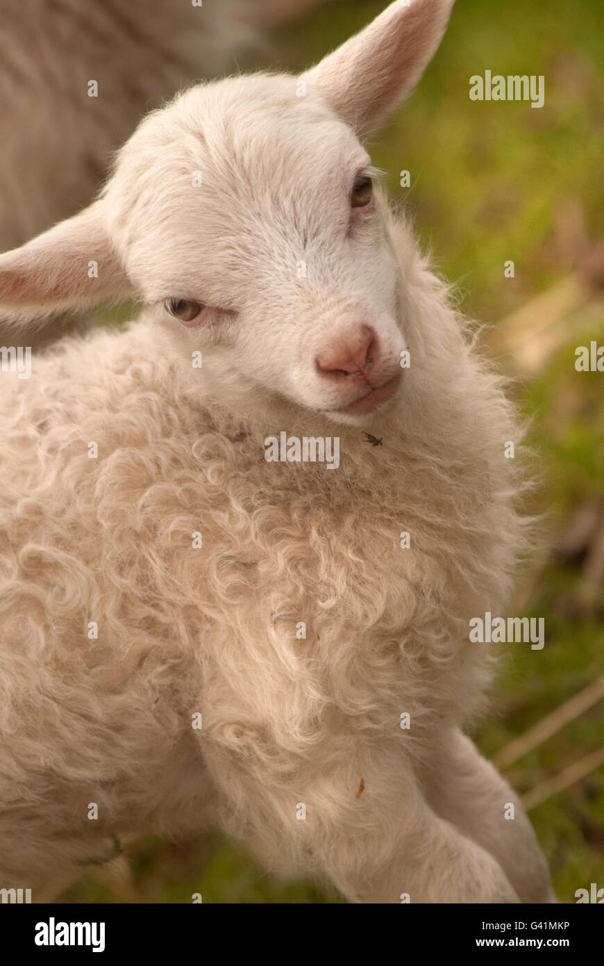 Bede's world museum hi-res stock photography and images - Alamy