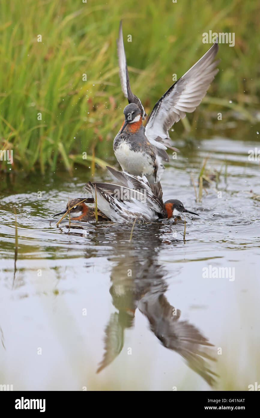 Red necked phalarope in flight hi-res stock photography and images - Alamy
