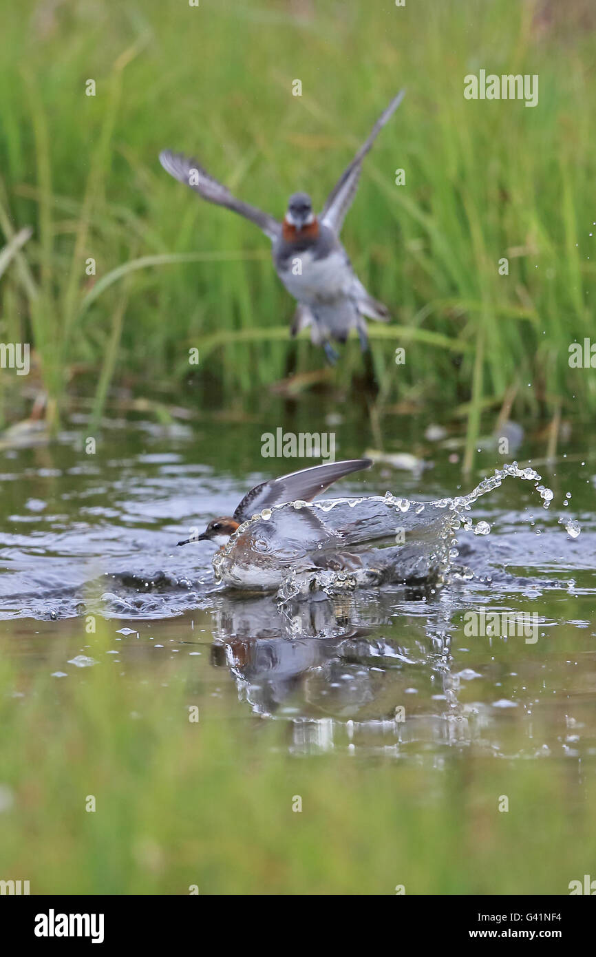 Red necked phalarope in flight hi-res stock photography and images - Alamy