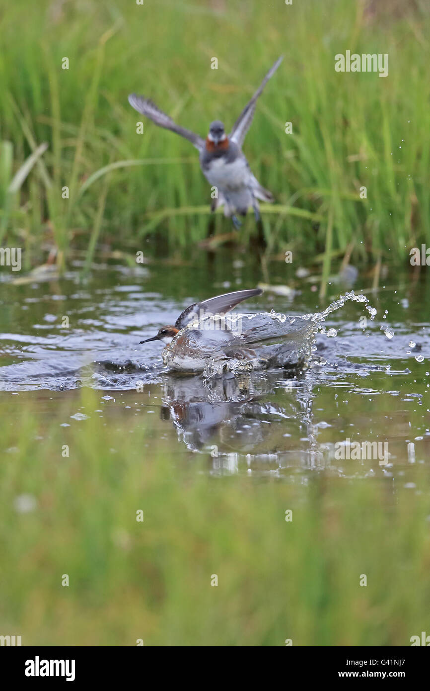 Red necked phalarope flight hi-res stock photography and images - Alamy