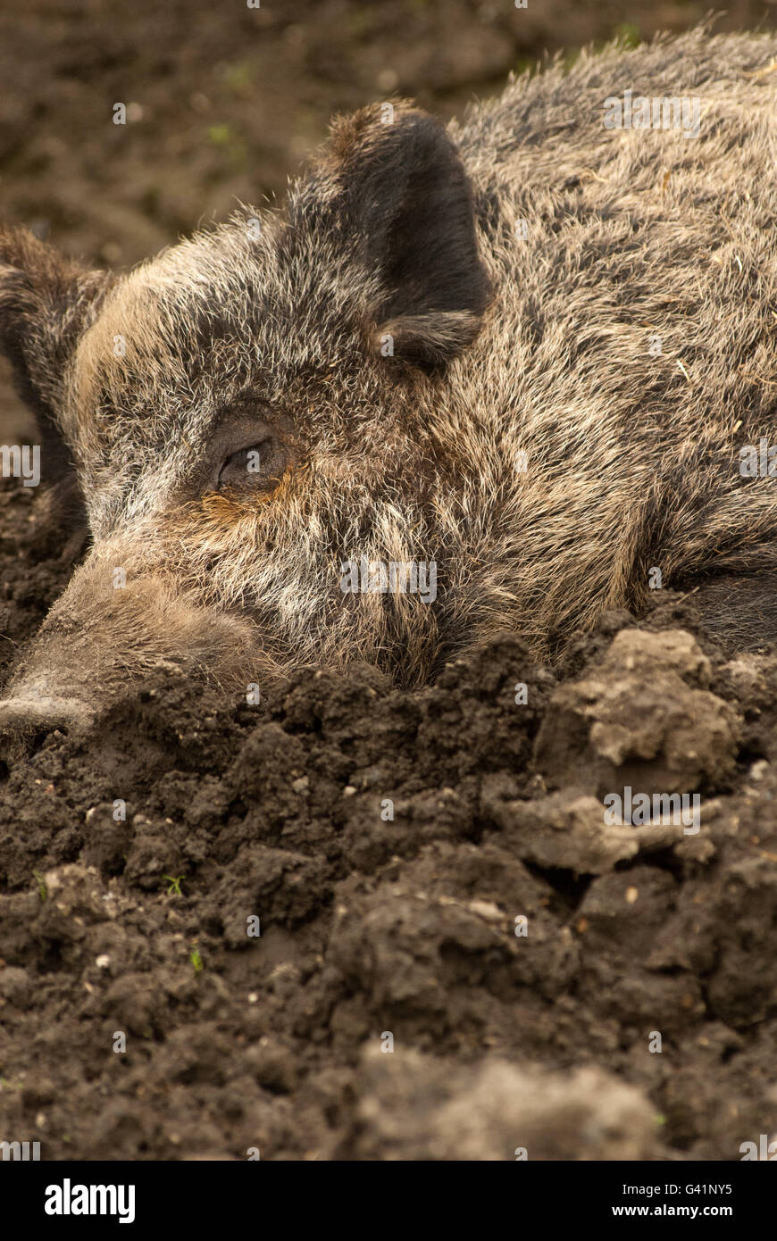 Rare breed pig hi-res stock photography and images - Alamy
