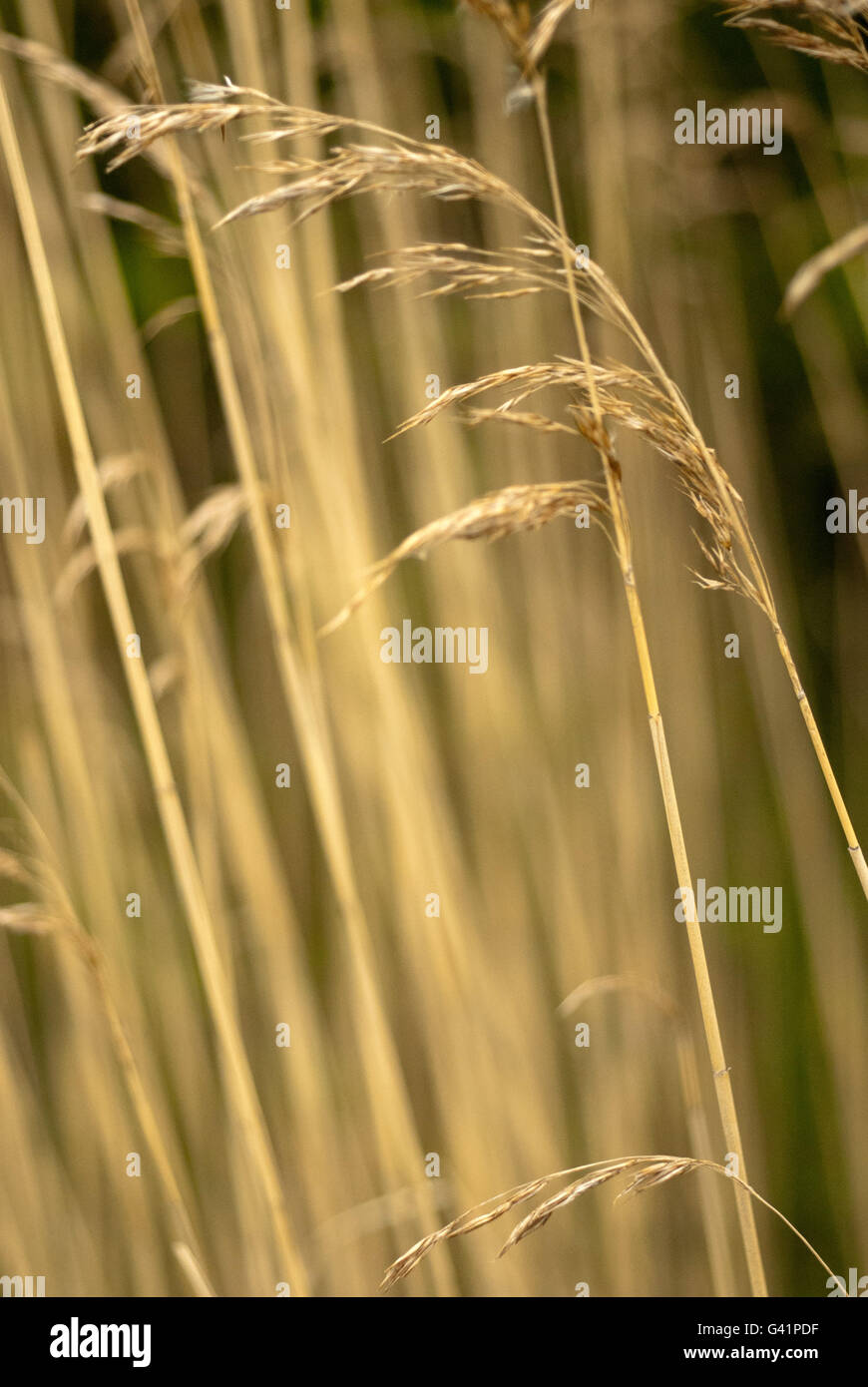 Field of dry grass Stock Photo - Alamy
