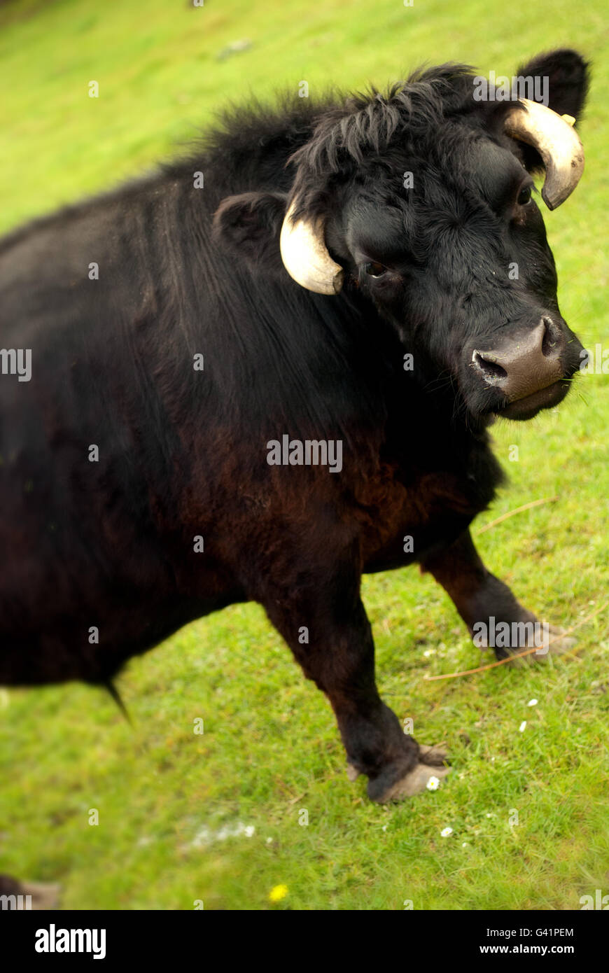 Breed dexter cattle hi-res stock photography and images - Alamy