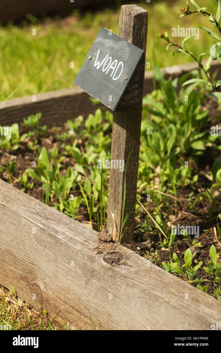 Woad groing in raised bed, Bede's World Stock Photo - Alamy