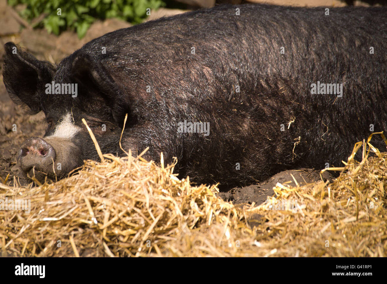 Rare breed pig hi-res stock photography and images - Alamy