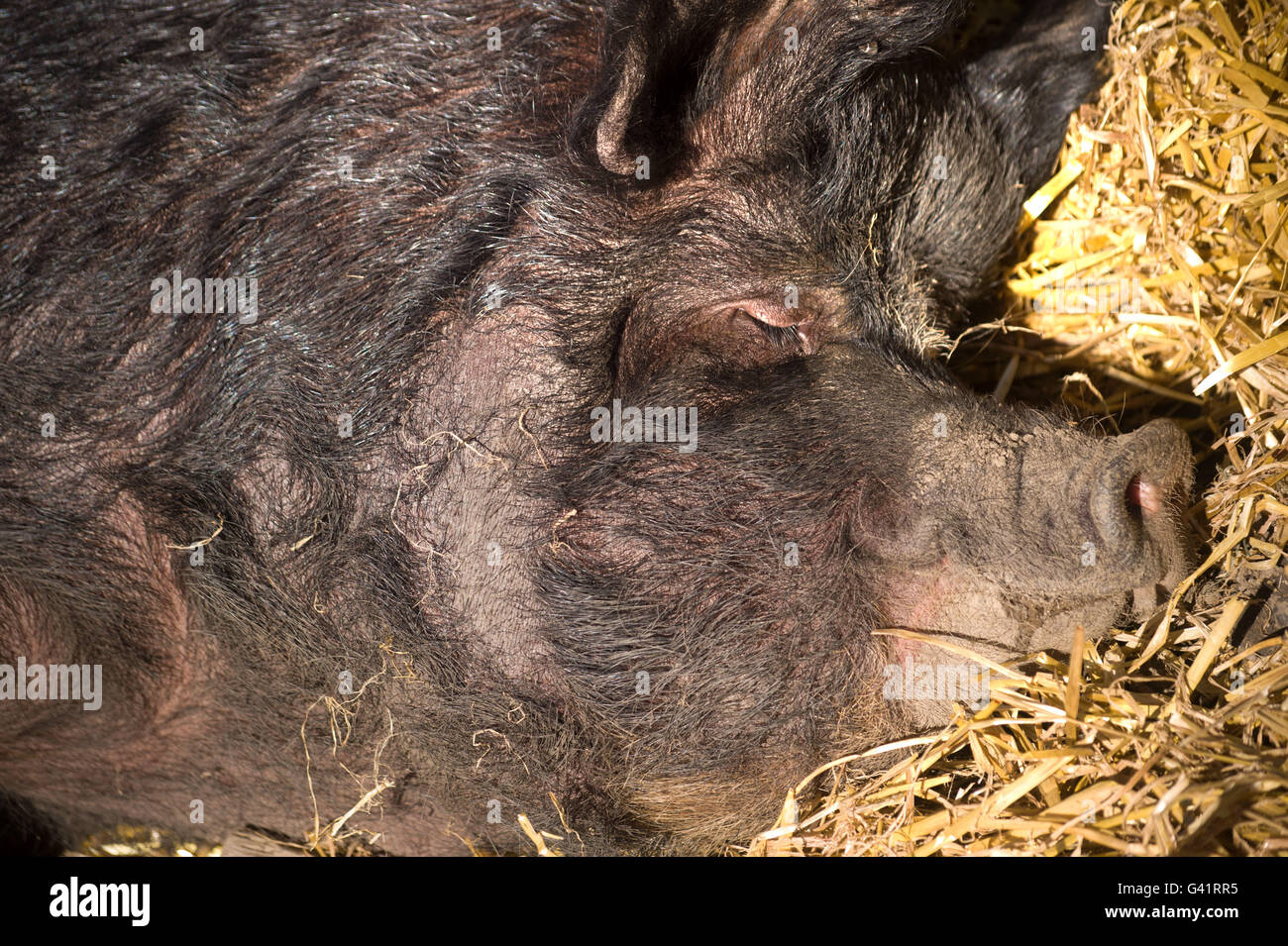 Rare breed pig hi-res stock photography and images - Alamy