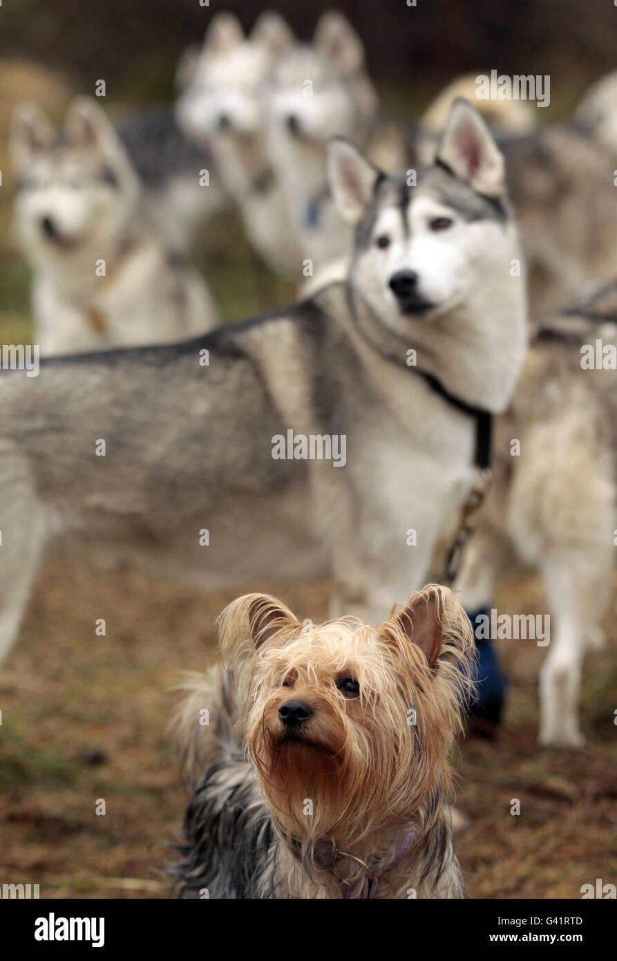 Siberian Husky Club rally Stock Photo - Alamy